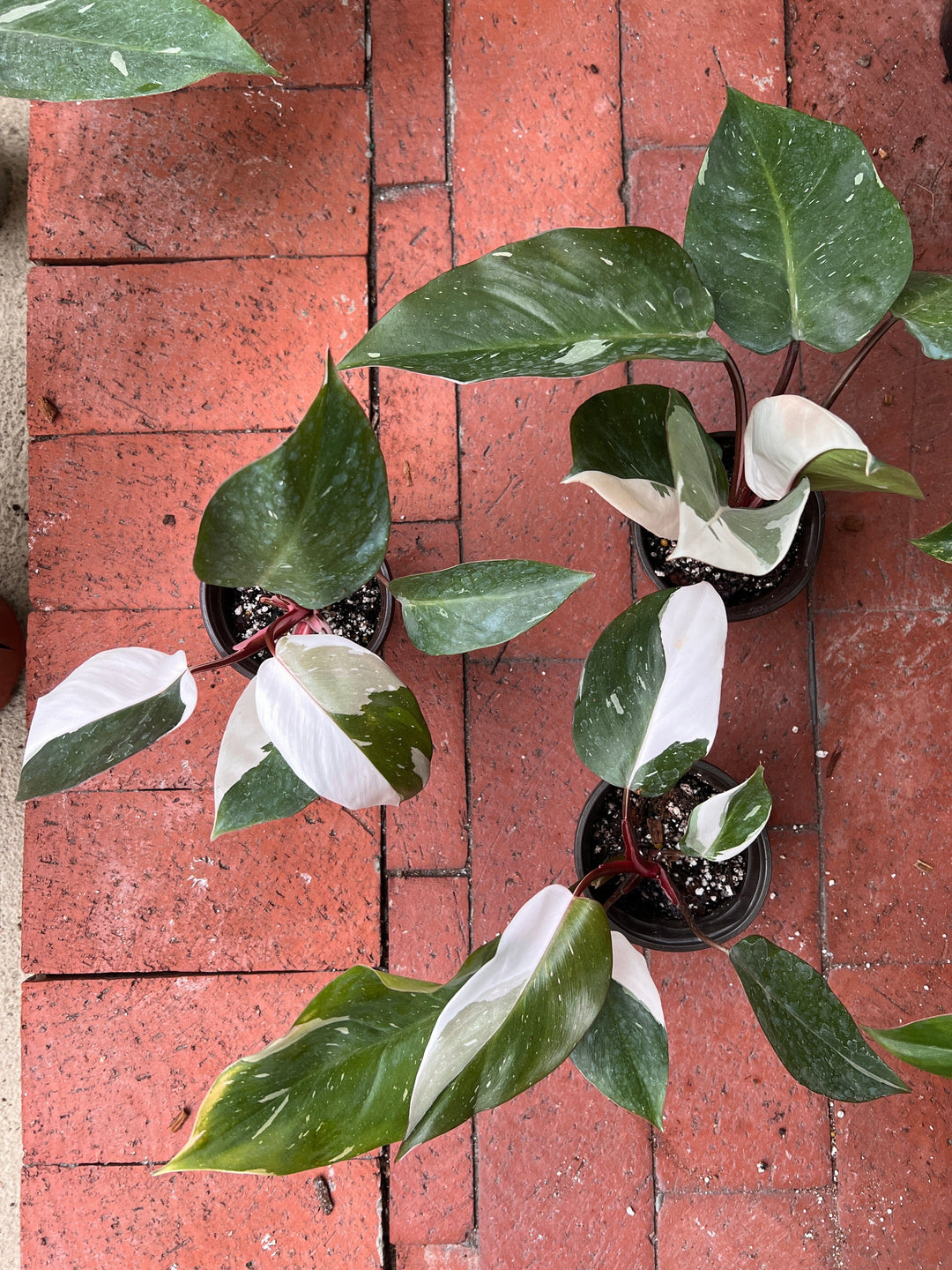 Rare Aroids – Parkesdale Market