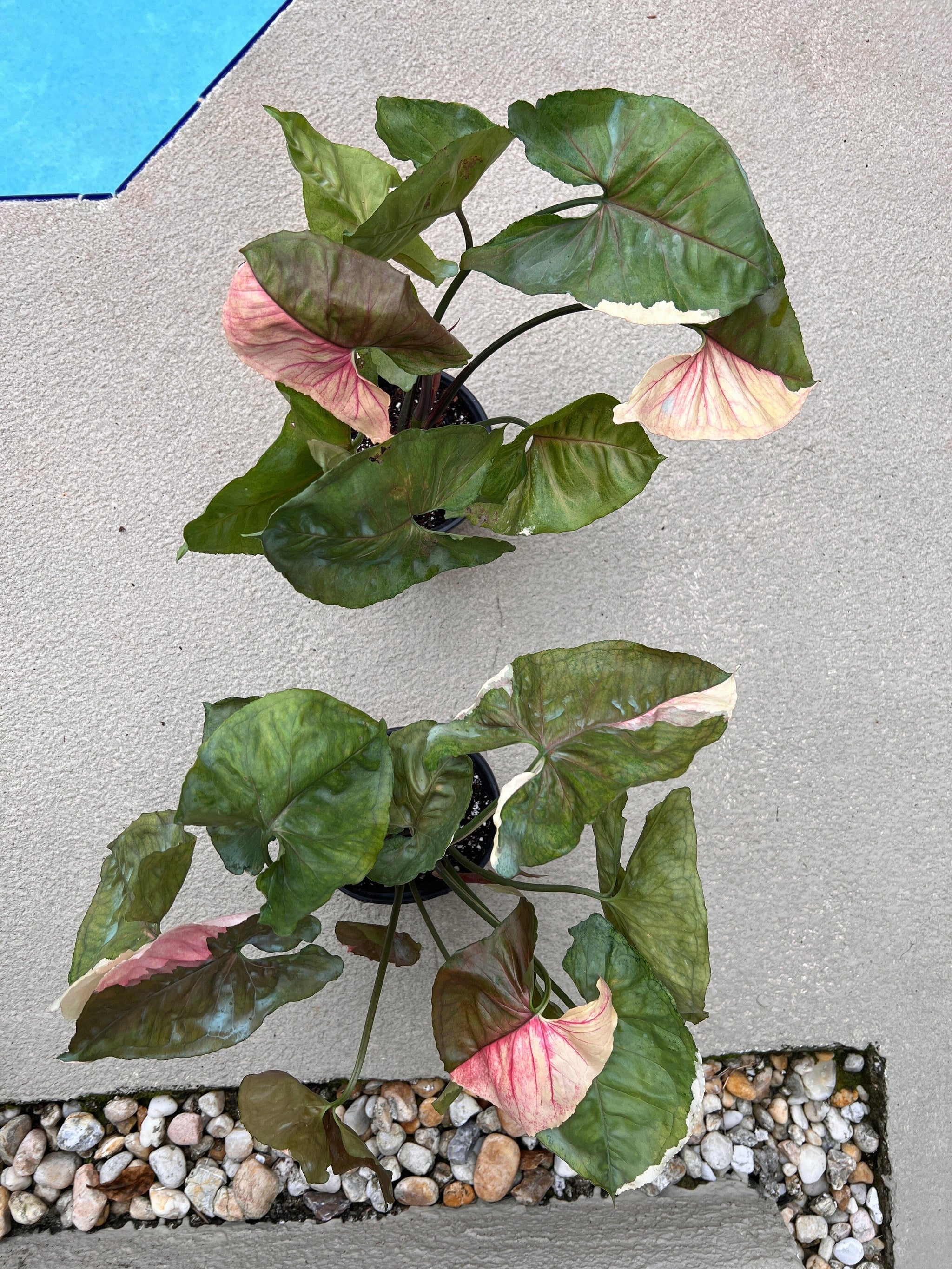 Rare Aroids – Parkesdale Market